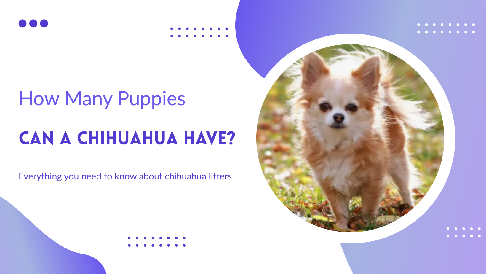 How many puppy can a chihuahua have? – Miki Pet Store